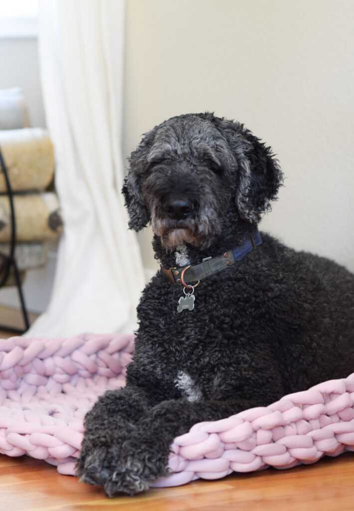 Free Easy Hand Knit Pet Bed – Mama In A Stitch